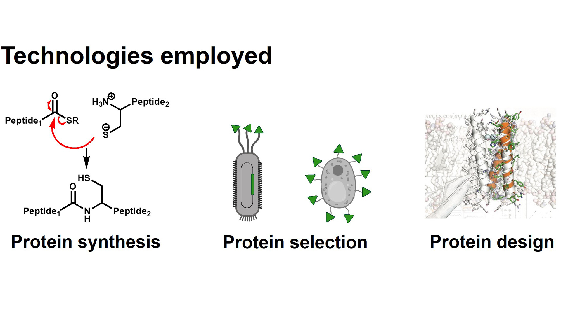 Lab Home | Protein Engineering and Protein Therapeutics Laboratory ...