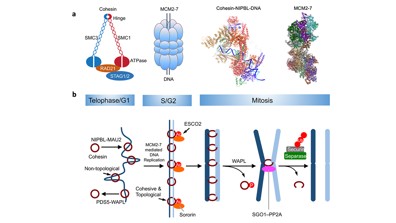 Research | Cell Biology Laboratory - Hongtao Yu, Ph.D.