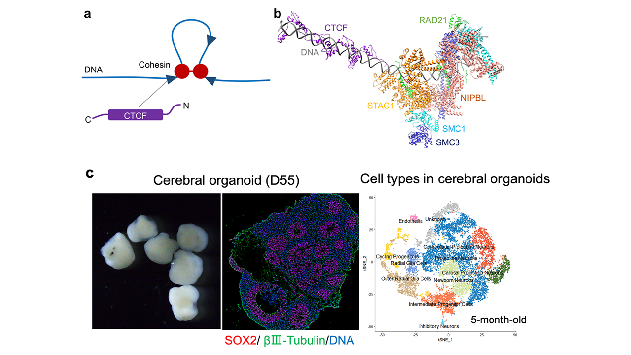 Research | Cell Biology Laboratory - Hongtao Yu, Ph.D.