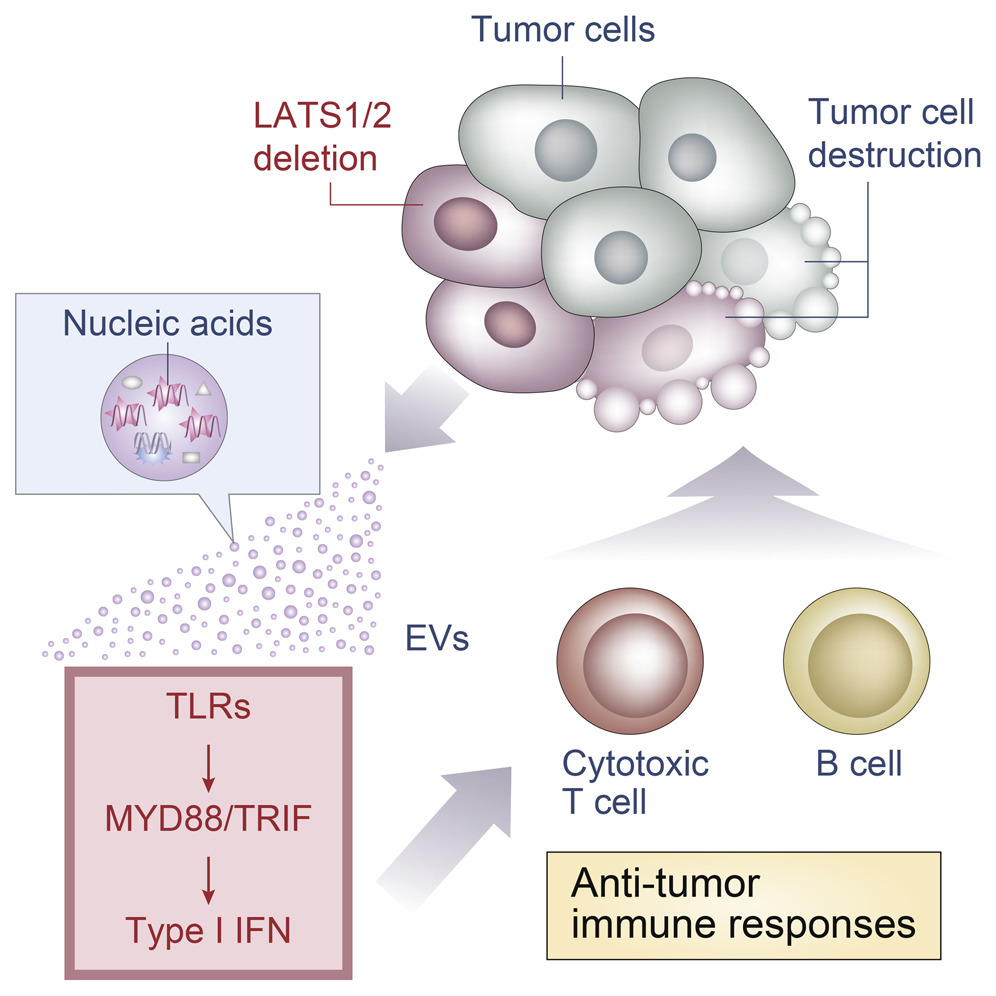 Publications | Molecular Cell Biology Laboratory - Kunliang Guan, Ph.D.