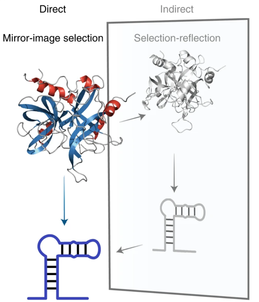 Publications | Mirror-Image Molecular Biology Laboratory - Ting Zhu, Ph.D.