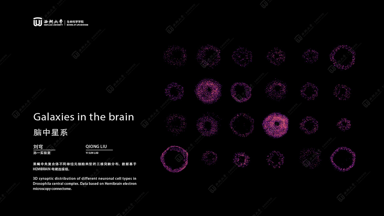 "Galaxies in the Brain" by Qiong Liu - Yi Sun Lab