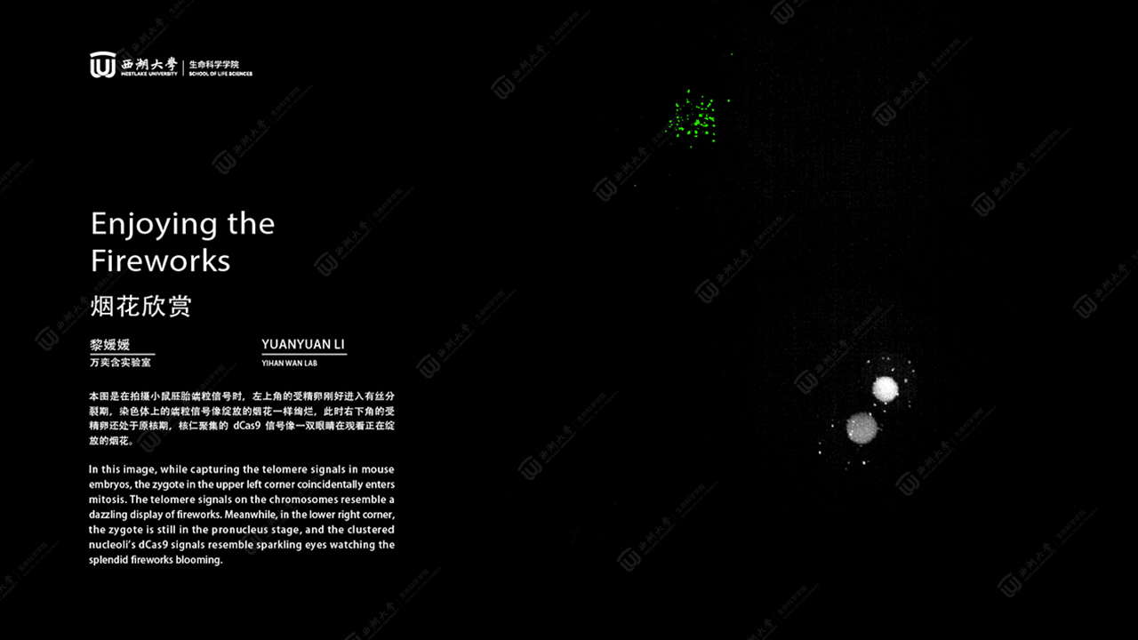 Gallery | Single Molecule Dynamic Gene Expression Laboratory - Yihan ...