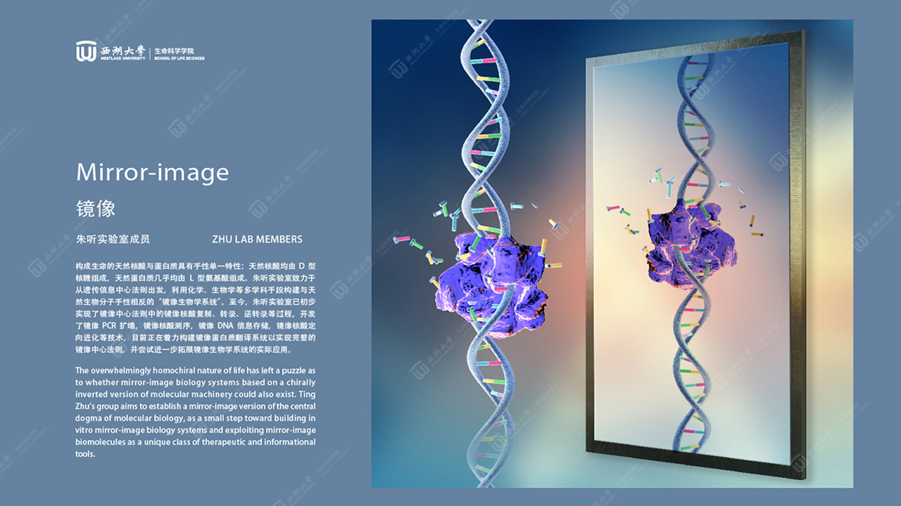 Gallery | Mirror-Image Molecular Biology Laboratory - Ting Zhu, Ph.D.