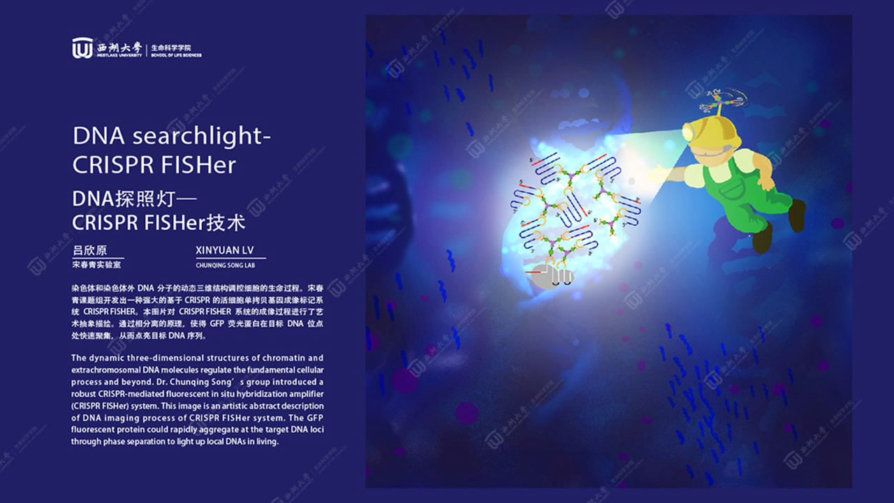 "DNA searchlight-CRISPR FISHer" by Xinyuan Lv - Chunqing Song Lab